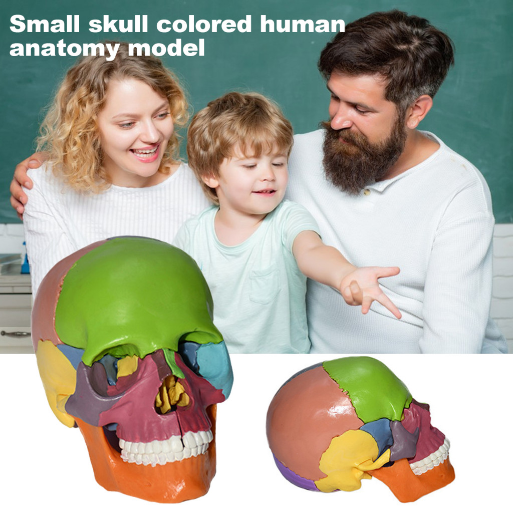 [MOONWHITE] Brain Anatomy Model Detailed Brain Parts Model Kids Brain ...