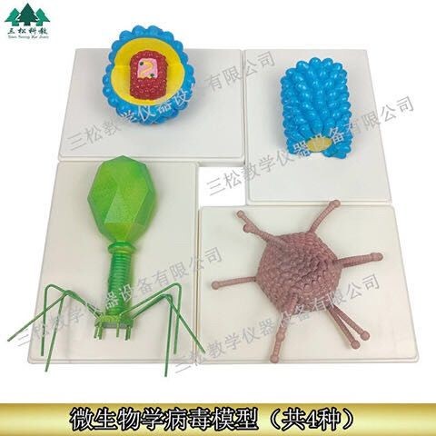 Microbiology virus model, coronavirus model, junior high sch ...