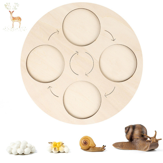 【In stock】 Life Cycle Toys For Kids Wooden Life Cycle Tray With ...