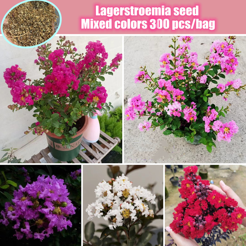 300seeds Color Mixing Lagerstroemia Flower Seeds for Planting Benih ...