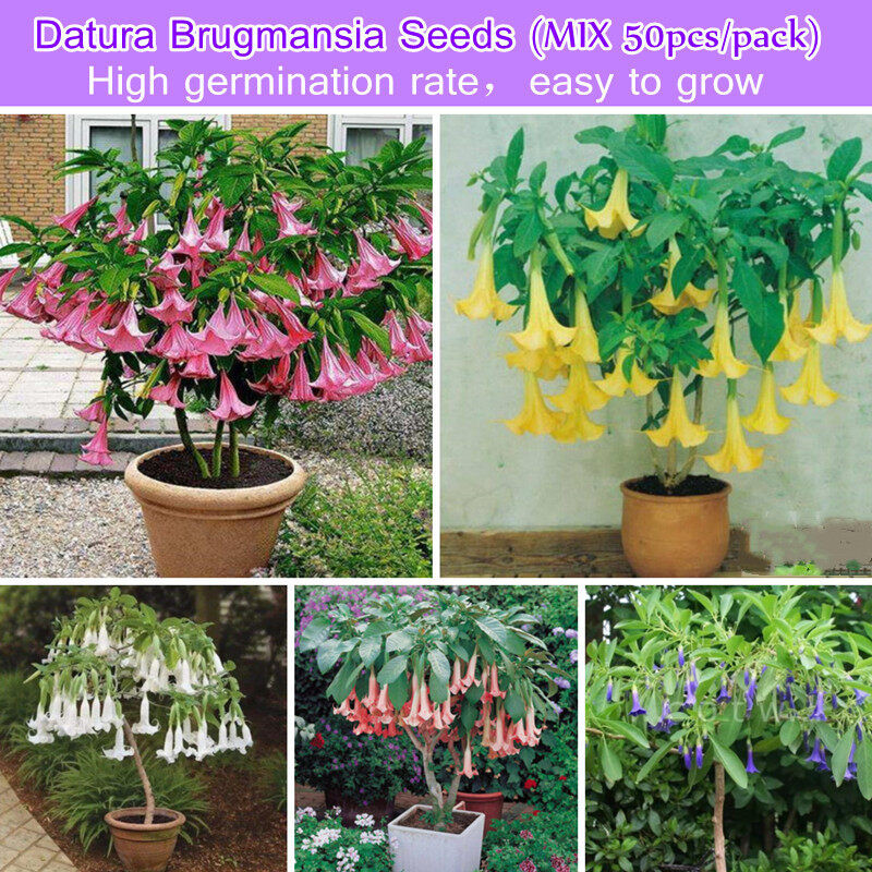 Datura Brugmansia Flower Seeds for Planting 50pcs Ornamental Flower ...