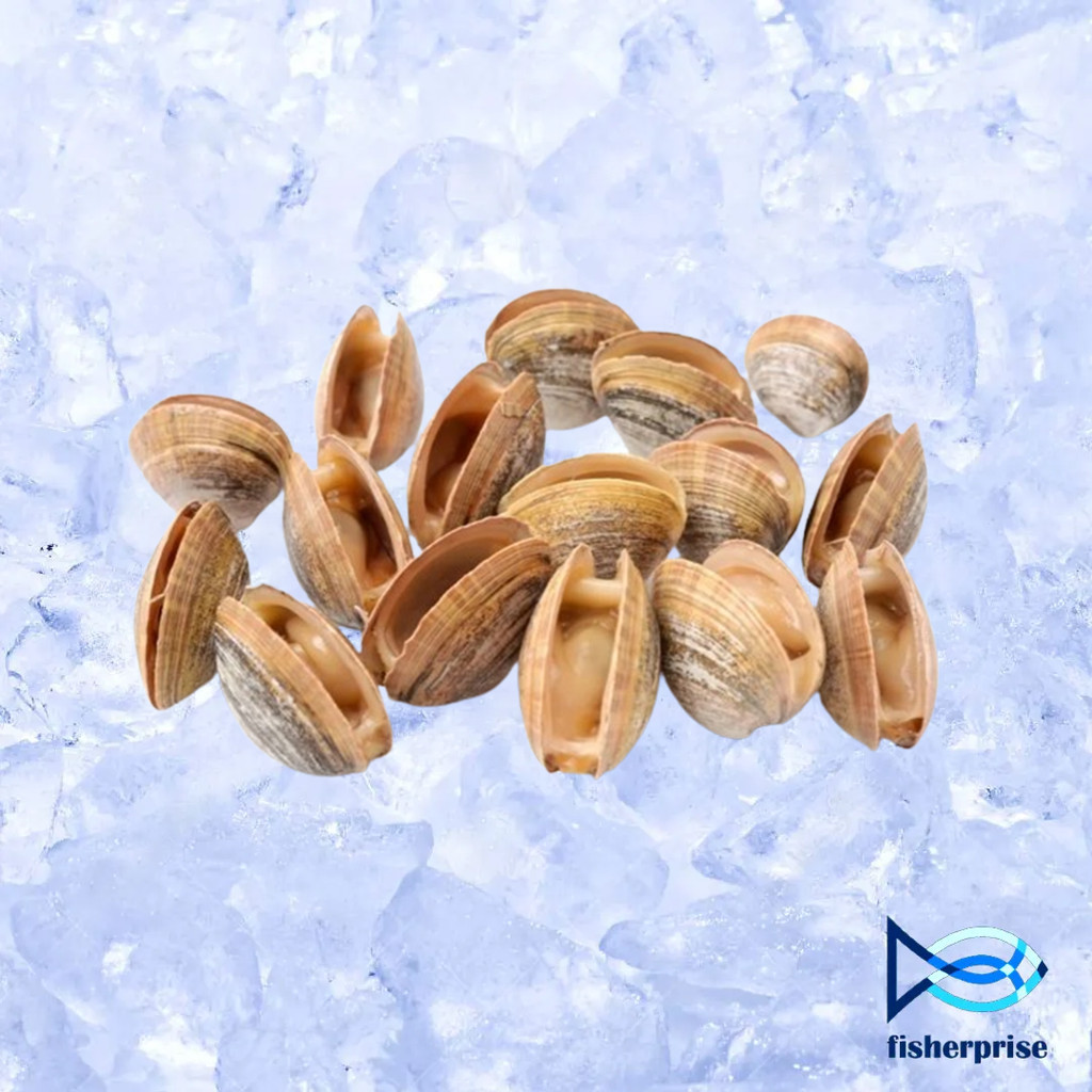 Whole Shell Clam 花啦啦 (500g per pack) | Shopee Malaysia