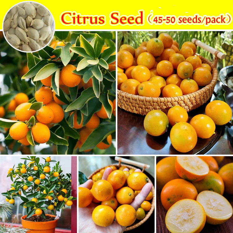Original Orange Citrus Seeds Fruit Seed Bonsai Citrus Tree Seeds for Planting 45-50pcs Per Pack ...