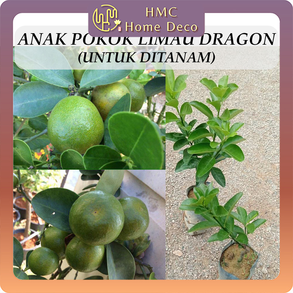 Anak Pokok Limau Dragon Untuk Ditanam Pokok Hidup Real Live Plant ...