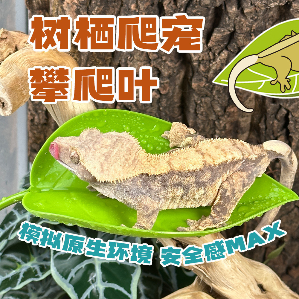 Arboreal Climbing Pet Climbing Leaves Arboreal Eyelashes Gecko Tree ...