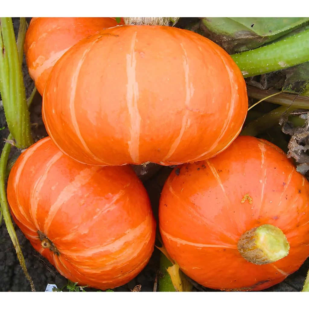 3 Pcs Biji Benih Labu Jepun Japan Orange Cutie F1 Kabocha Pumpkin Seed ...