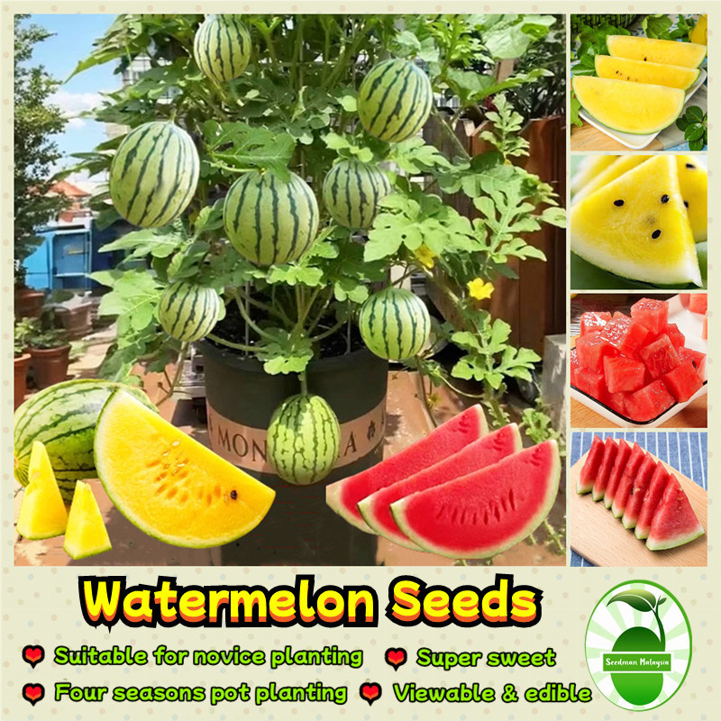 [LoveSeeds] 20 Seeds Dwarf Watermelon Fruit Seeds 盆栽西瓜种子 Sweet Juicy ...