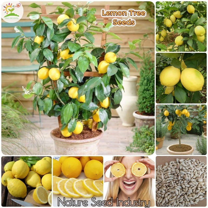 Lemon Tree Seeds for Planting 20pcs Easy To Grow In Malaysia Dwarf Lemon Tree Plant Seed Potted ...