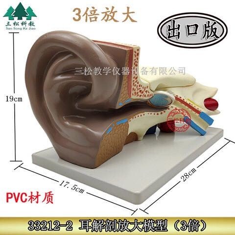3x magnified ear anatomy model, human ear model, inner ear c ...