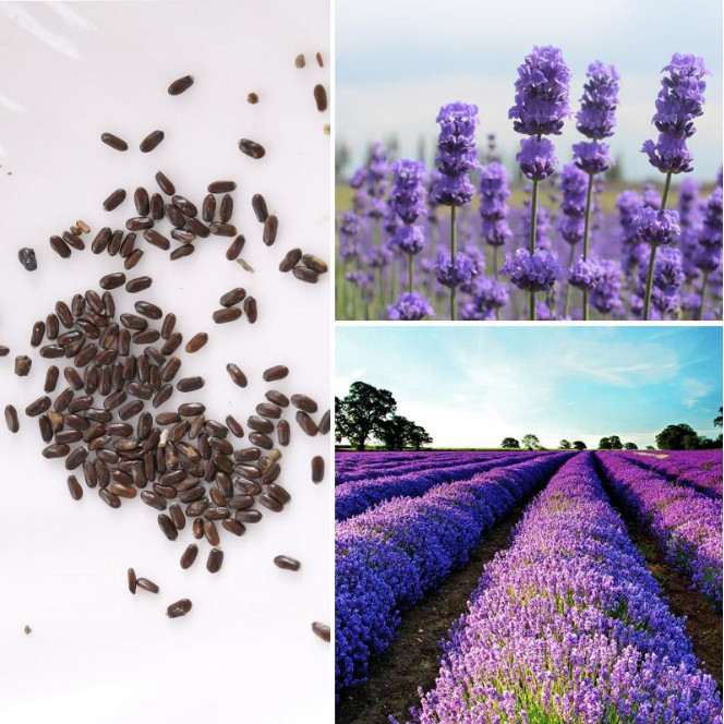 Original 200pcs Lavender Lavandula Officinalis Seeds Garden Flor Bonsai ...