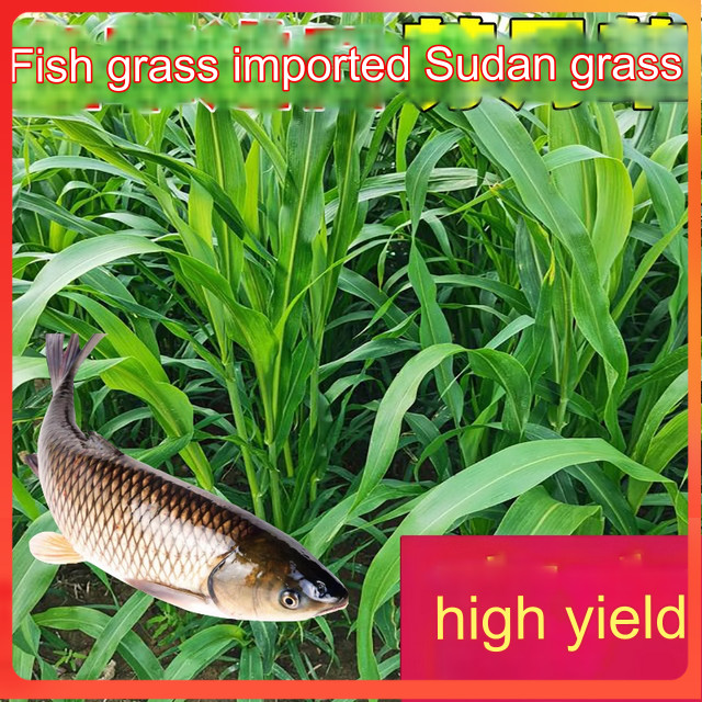 || Rumput utk ternakan lembu / kambing || Sudan grass high grass || forage seeds || seeds grow ...