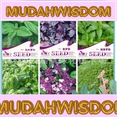 Big leaf basil, violet clove basil, nine-layer pagoda nepeta seed ...