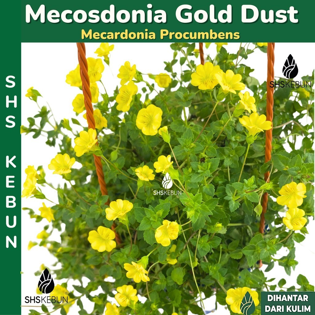 Pokok Bunga Kuning Debu Emas Yellow Flower Gold Dust Outdoor Full sun ...