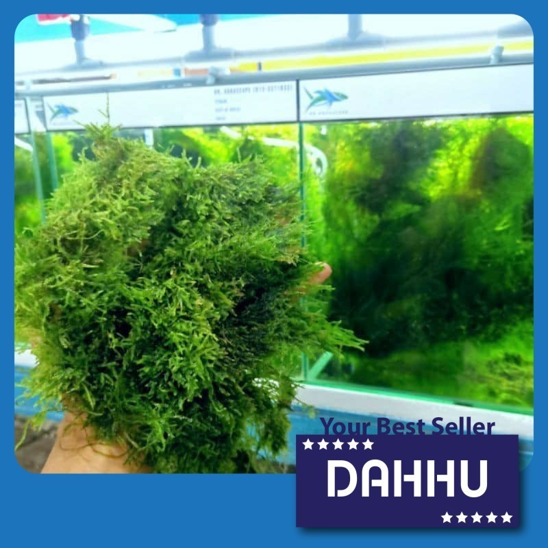 Java Moss Vesicularia Dubyana ( Aquarium /Aquascape / Paludarium ...