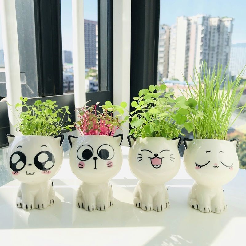 Diy office mini plant copper money grass desktop small potted grass ...