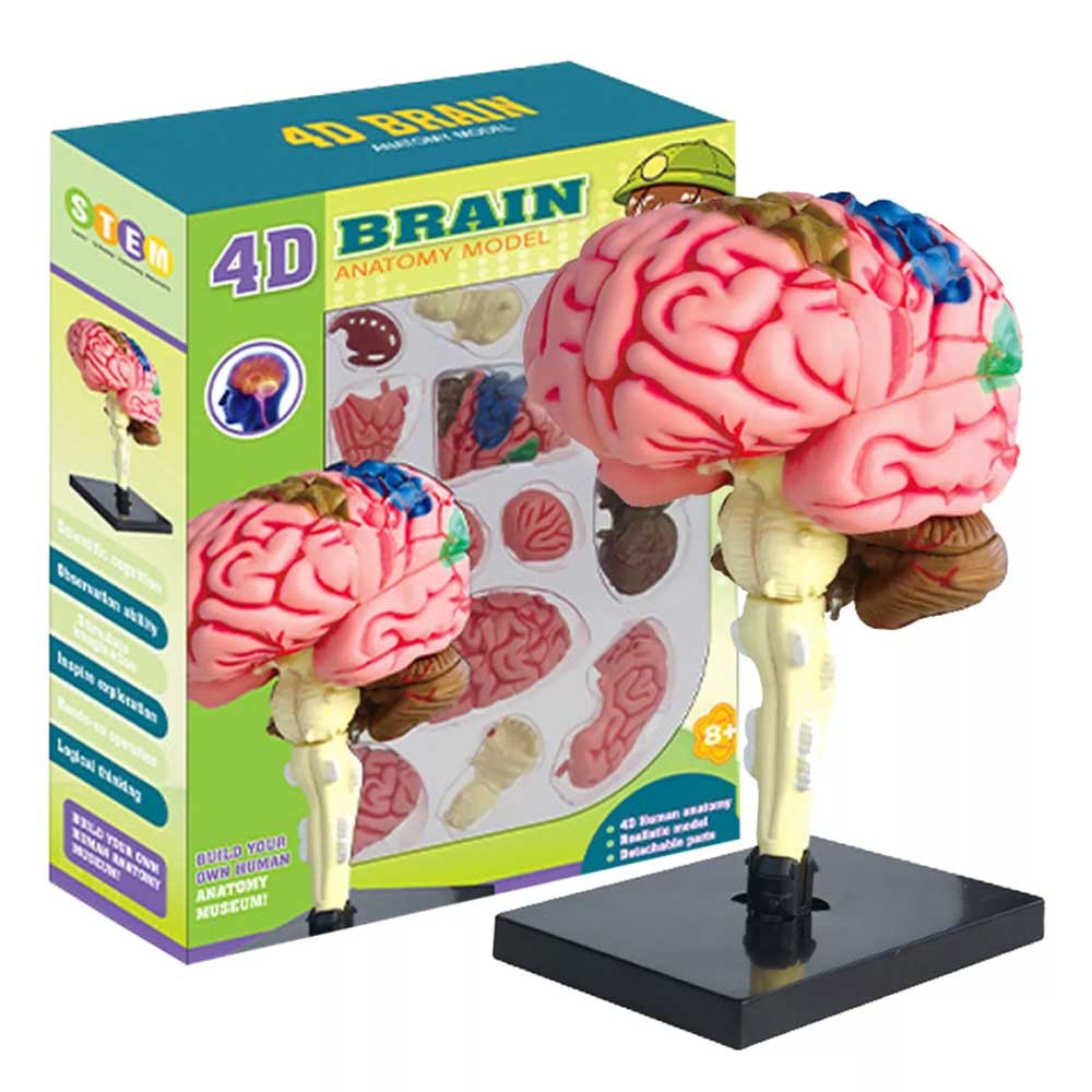 Human Brain Model Anatomy & Display Stand Life Size Color-Coded Human ...