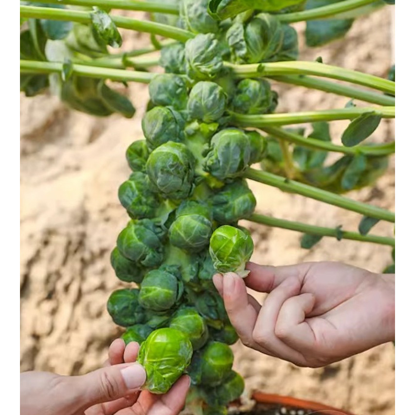25 Pcs Biji Benih Kobis Brussels Bayi Long Island Seed Baby Cabbage ...