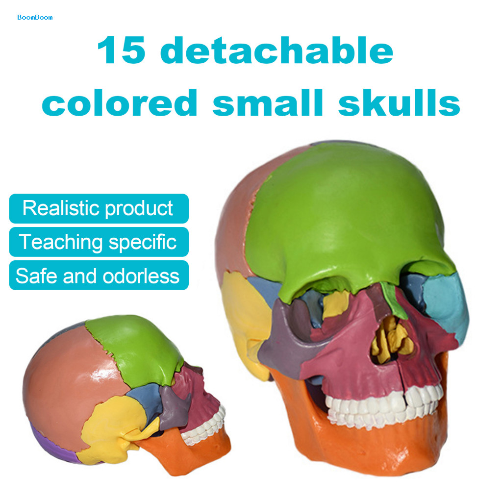 BoomBoom Neuroscience Learning Aid Thalamus Cerebellum Model Kids Brain ...