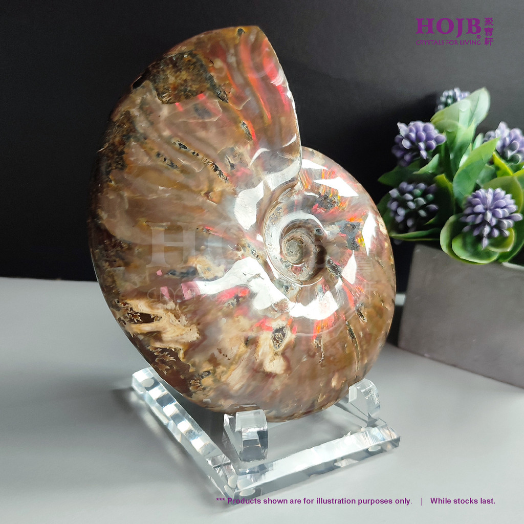 HOJB Madagascar Ammonite Prosperity Color Shell Feng Shui Ornament ...