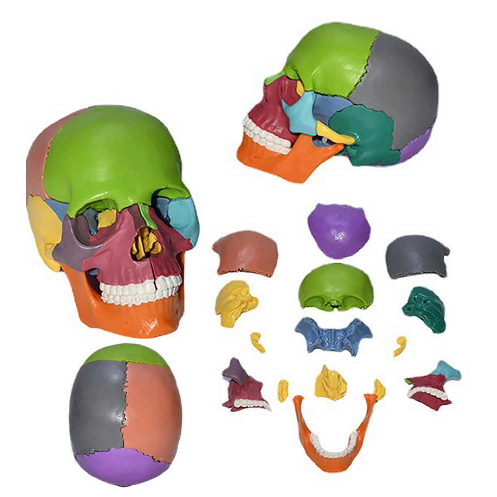 Neuroscience Learning Aid Brain Structure Model Kids Brain Model Fun ...