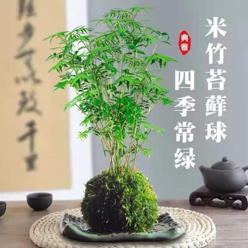 Moss Ball Rice Bamboo Air Purification Hydroponic Bonsai Living Room ...