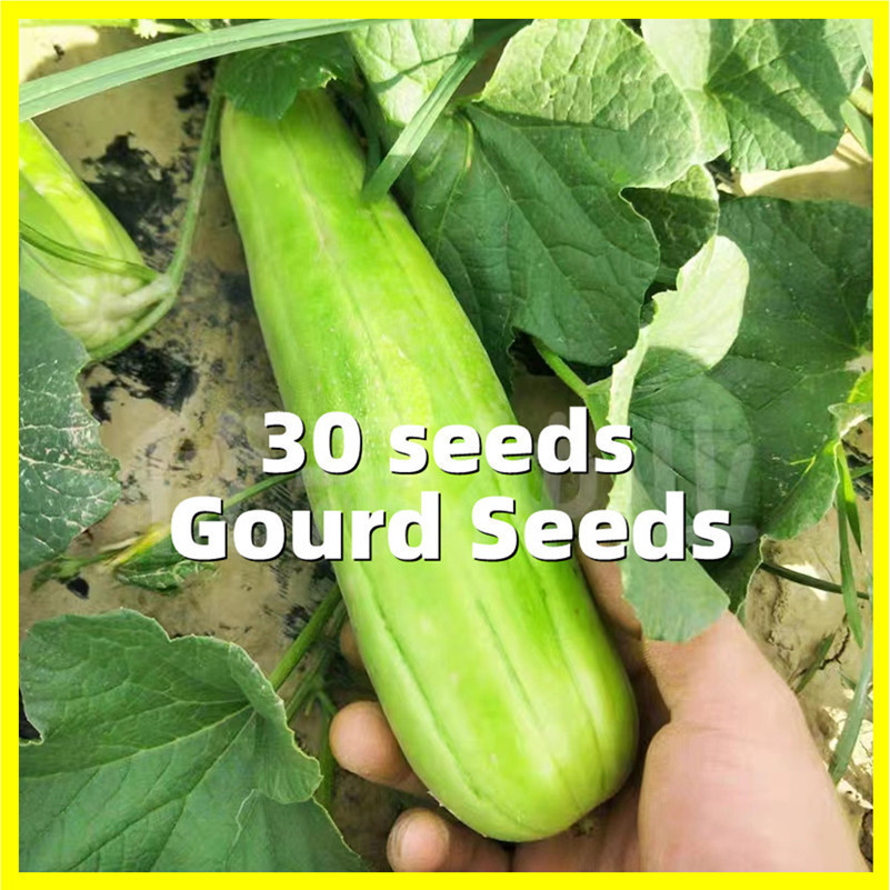 100% Original Gourd Seeds 30pcs High Yielding Gourd Seeds Easy To Grow ...