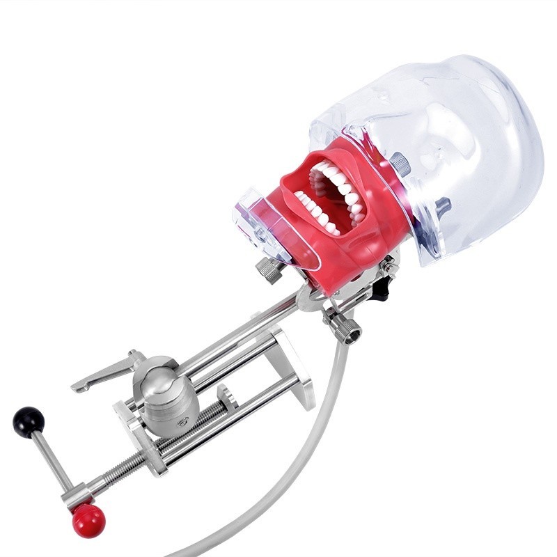 Dental Phantom Adjust The Angle Freely Head Model Bench Mount Tooth ...