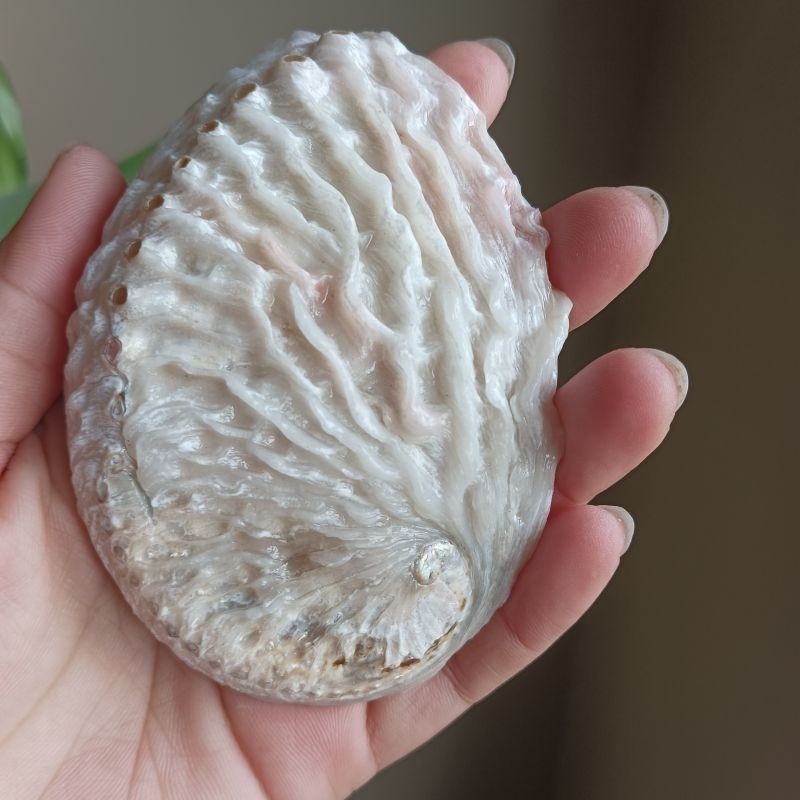 FJA6 benar-benar bahan semula jadi alat letak barang gelombang akuarium ...