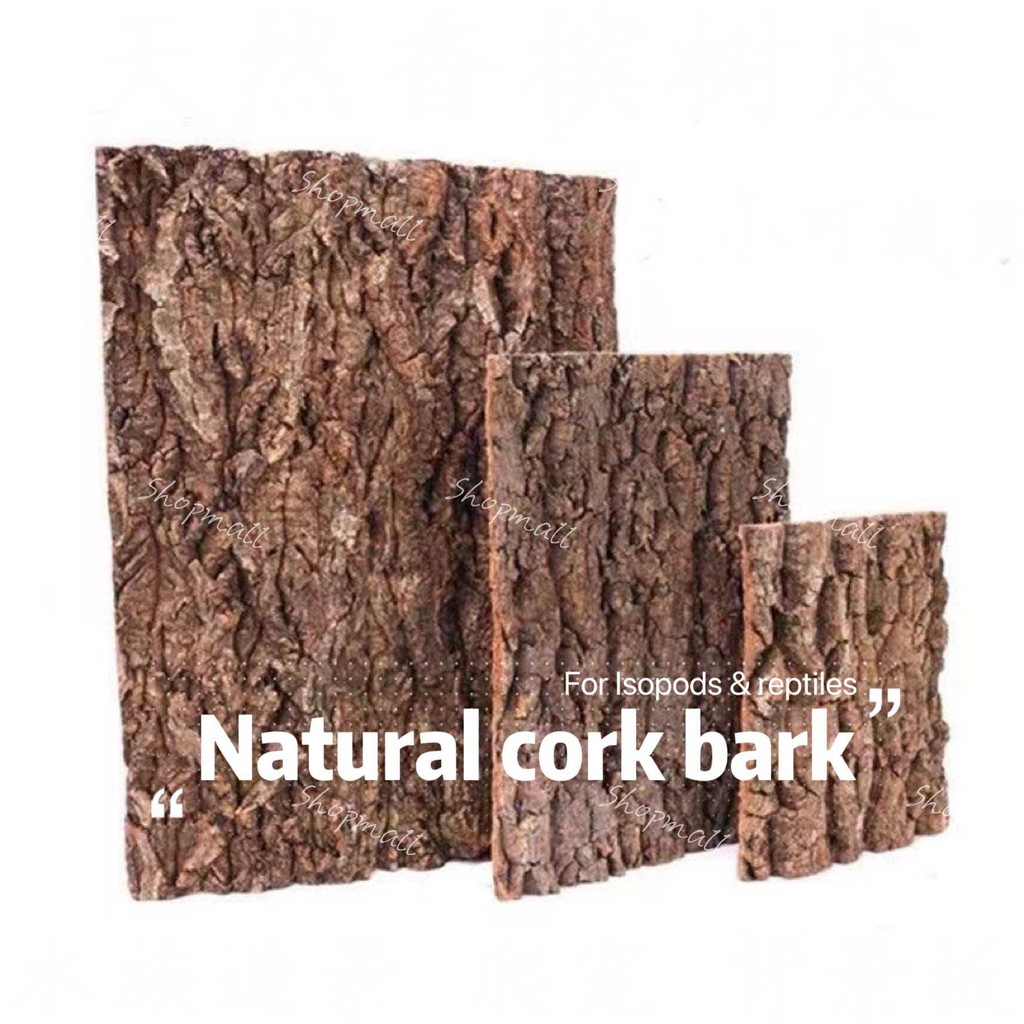 Natural Cork Bark Wood for Isopod and Reptile Dry Wood 🪵 | Shopee Malaysia