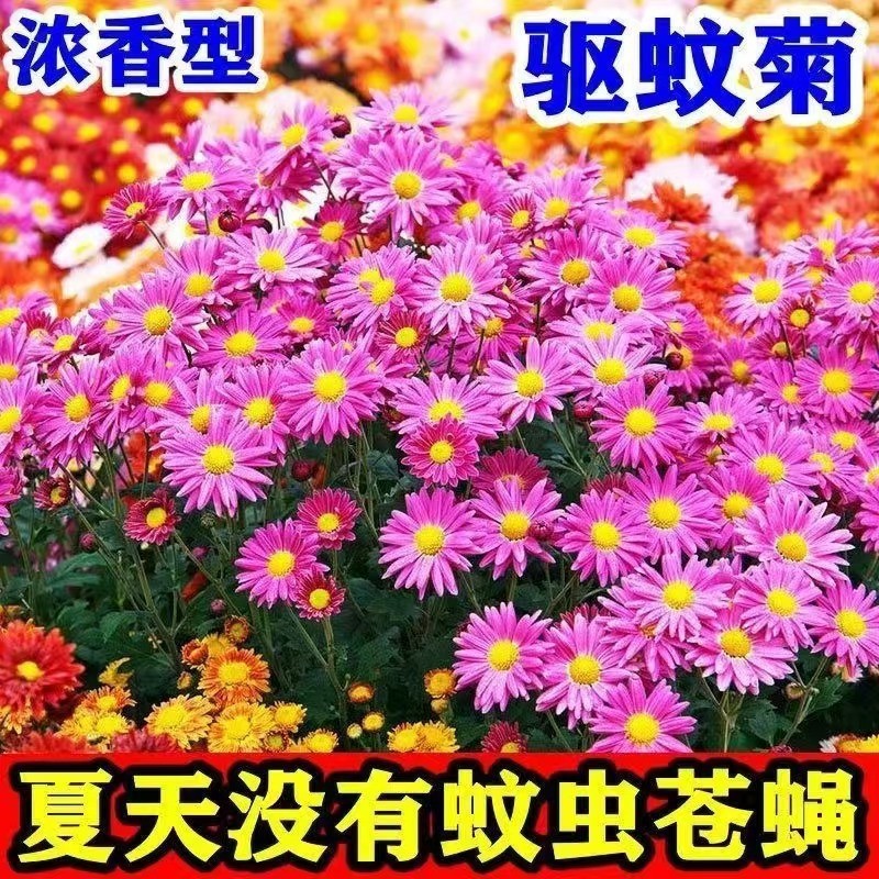 Sg Anti-Insect Killing Mosquitoes Mosquitoes Mosquito Repellent ...