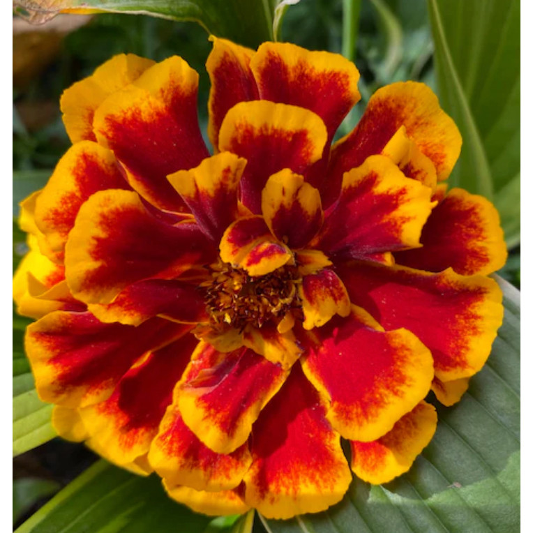 5 Pcs Biji Benih Bunga Tahi Ayam Colossus Red Gold Marigold Flower Seed ...