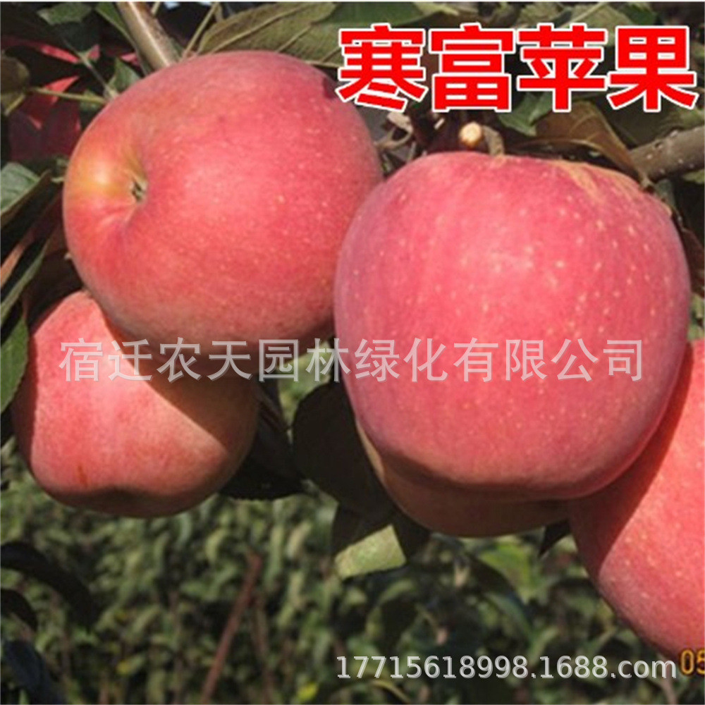Aohong No. 1 Pear Sapling Grafting Early Ripe Red Skin Pear Tree Super ...