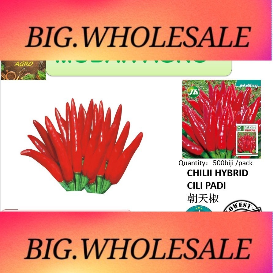 B34 MUDAH MART 500biji /pack CHILII HYBRID CILI PADI 朝天椒 vegetable seed ...