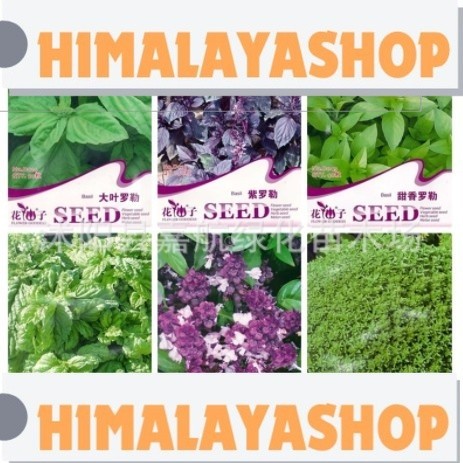 Big leaf basil, violet clove basil, nine-layer pagoda nepeta seed ...