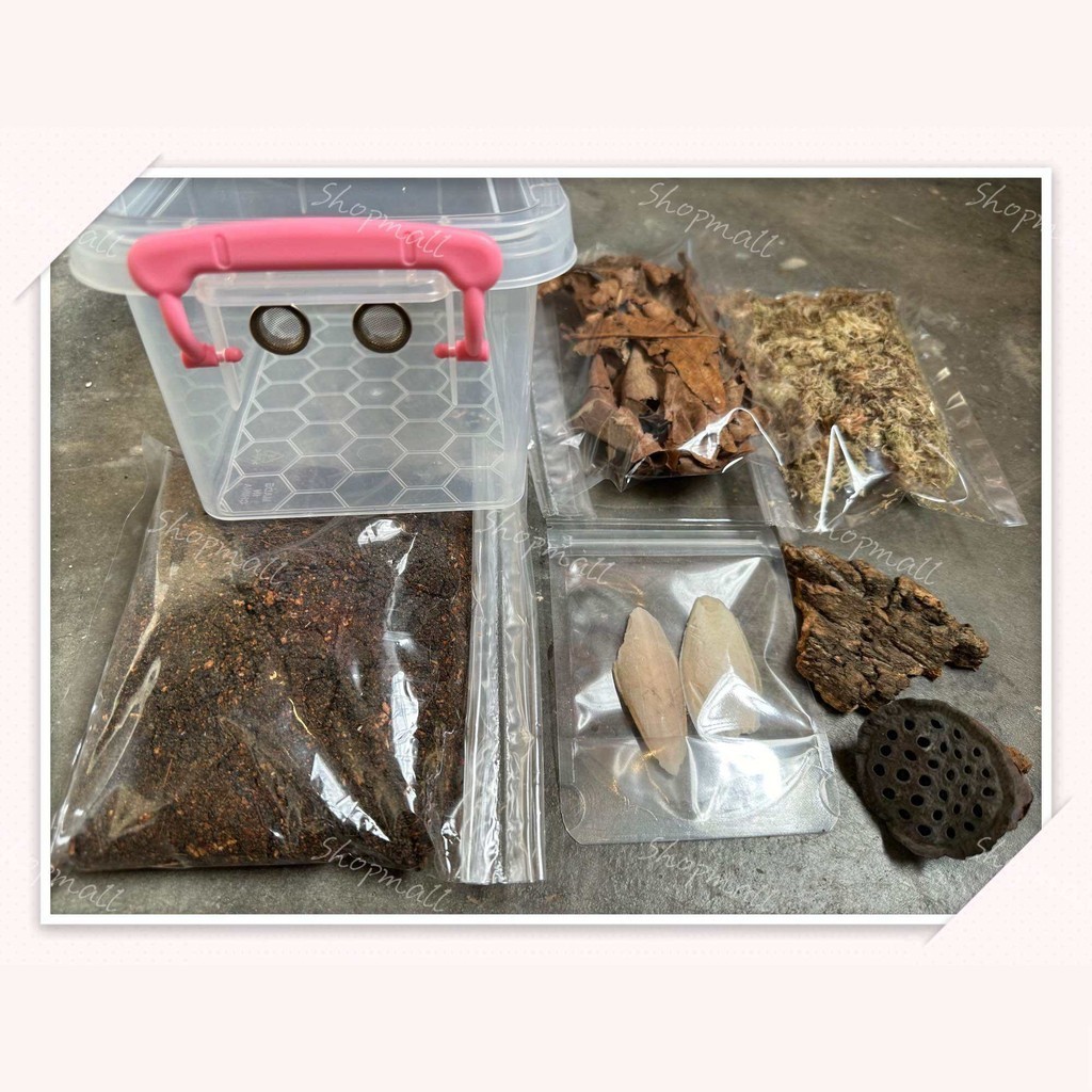 Isopod Starter Kit For Beginner Reptile Breeding Box | Shopee Malaysia