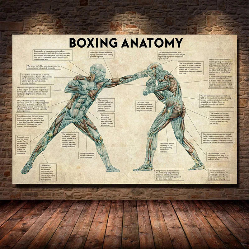 Vintage Boxing Body Anatomy Poster dan salinan Wall Art lukisan kanvas ...
