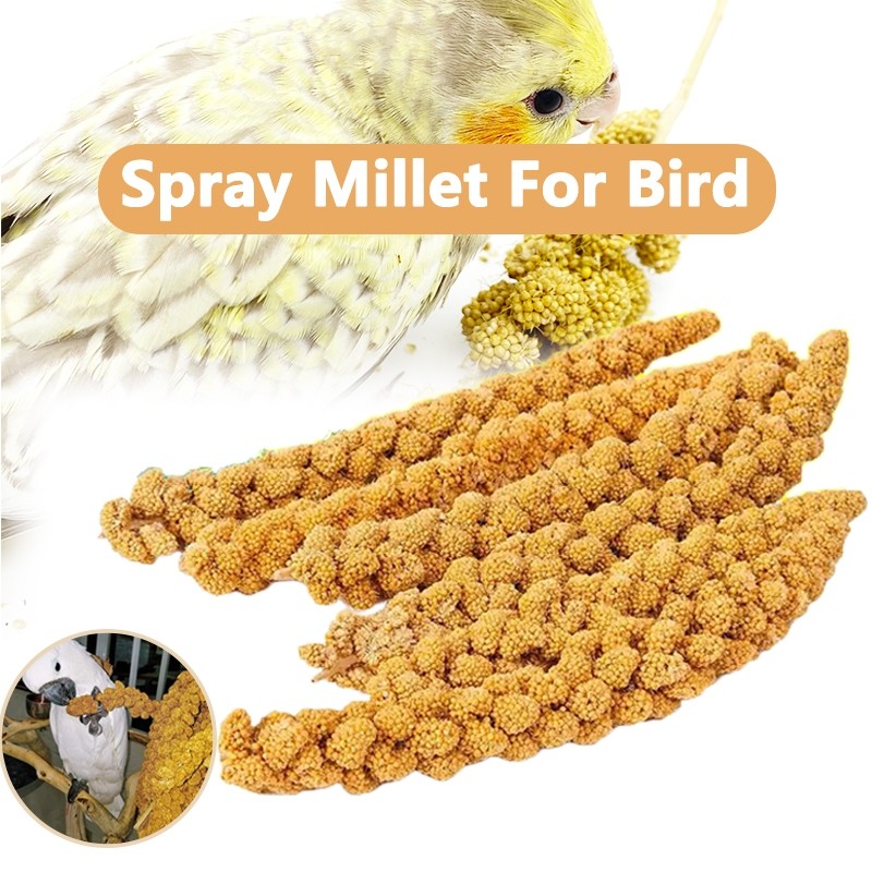 Birdessential bird feed spray millet for birds parakeet and hamsters ...