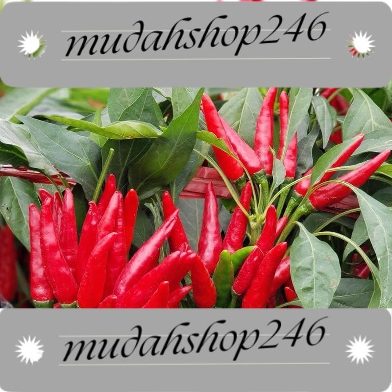 20biji cili padi benih Pepper planting Chaotian pepper seedsLada ...