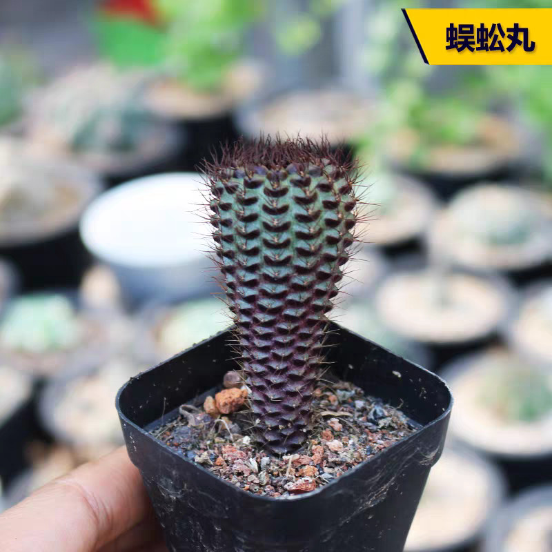 【Easy to bloom】Natural Cactus Centipede pills, children, fairy balls ...