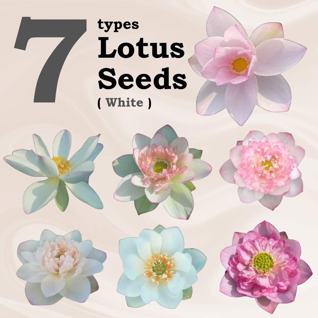 White Lotus Seed 7 types Bowl Lotus Seeds Biji Benih Teratai Putih ...