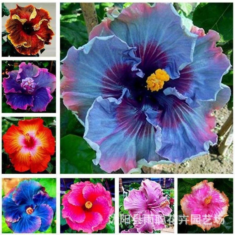 Sg Hibiscus Seeds Beautiful Hibiscus Flower Courtyard Balcony Large ...
