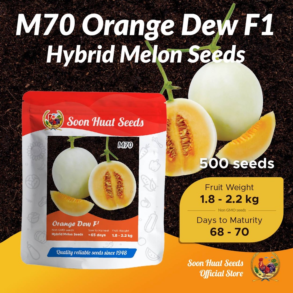 [500 Seeds] M70 Benih Melon Orange Dew Soon Huat Seeds | Shopee Malaysia