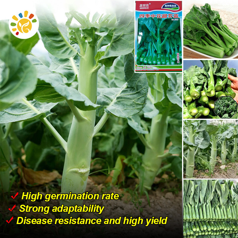 100% High Quality Fresh Green Choy Sum Seeds 400pcs High Yield Green ...