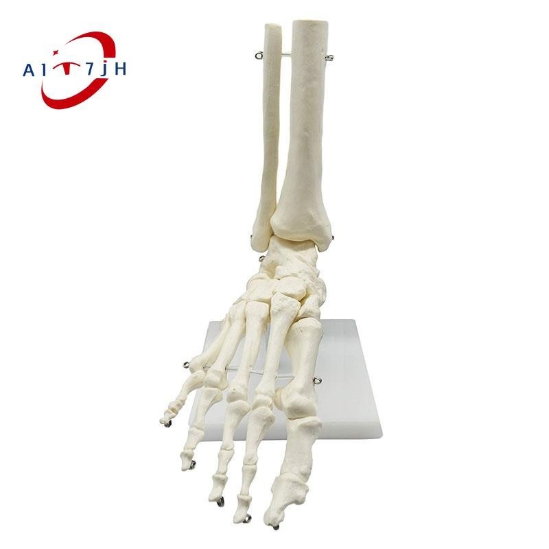 1:1 Human Skeleton Foot Anatomy Model Foot and Ankle with Shank ...