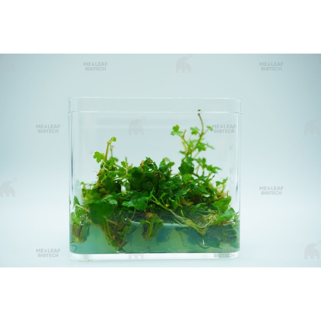 Hydrocotyle tripartita 'Mini' Tissue Culture Plant | Me and Leaf ...