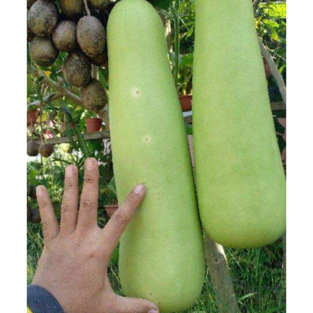 3 Pcs Biji Benih Labu Air Botol F1 Hibrid Calabash Bottle Gourd Seed ...