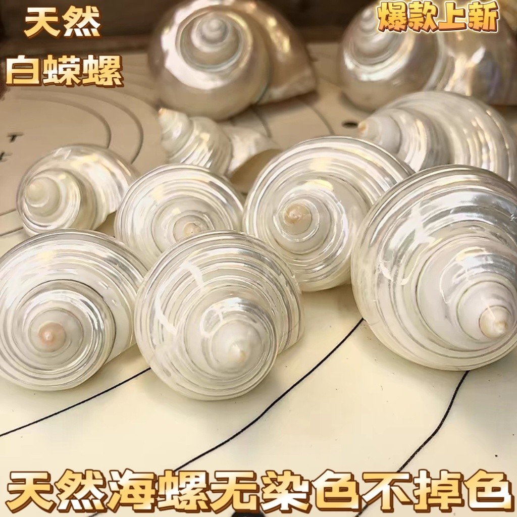 White Moonlight Salamander Hermit Crab Replacement Shell Natural Peeled ...