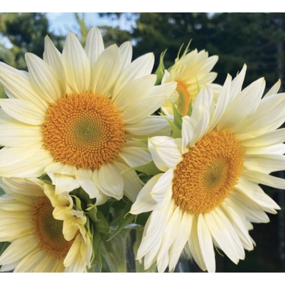 5 Pcs Biji Benih Bunga Matahari Putih White Lite Sunflower Seed 白色向日葵种子 ...