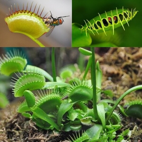 LOCAL READY STOCK 50 PCS Rare Insectivorous Plant Mini Venus Flytrap Seeds Bonsai Tree Live ...