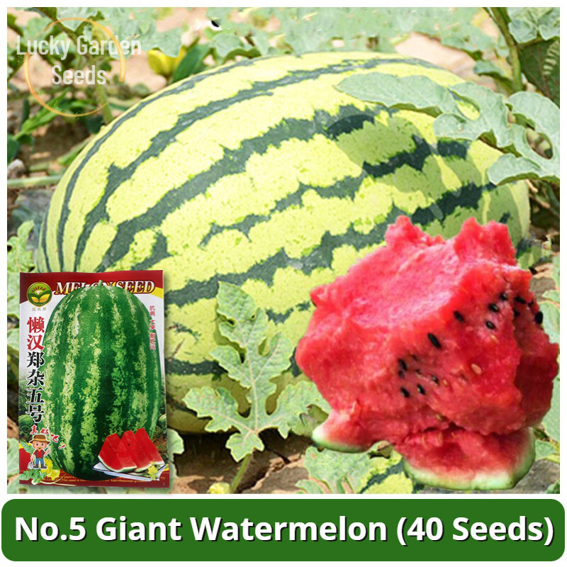 High Yield No.5 Giant Watermelon Seeds 40pcs Super Sweet Juicy ...
